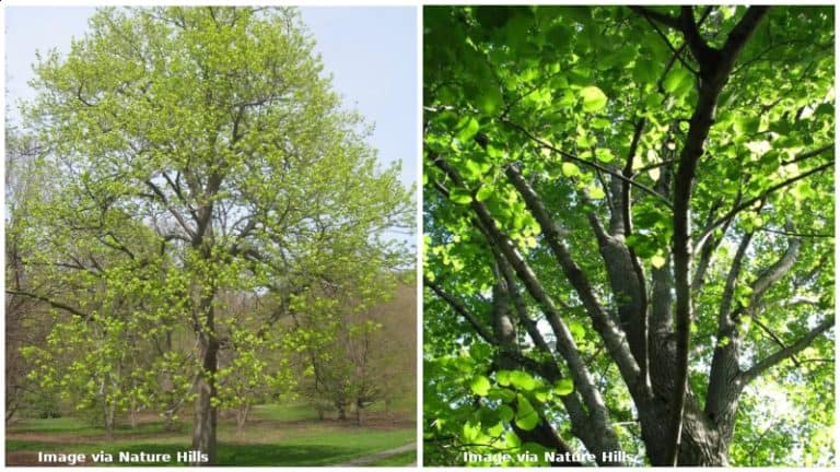 11 Different Types of Linden Trees (with Photos)