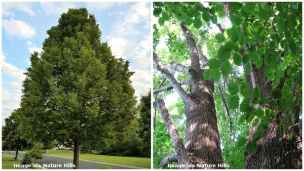 11 Different Types of Linden Trees (with Photos)
