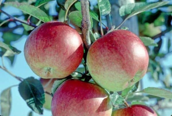 26 Different Types of Apple Trees with Identifying Features