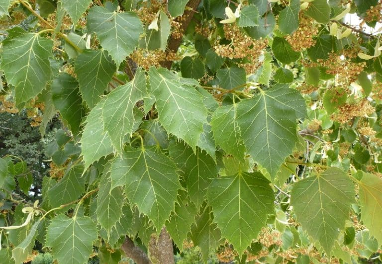 11 Different Types of Linden Trees (with Photos)