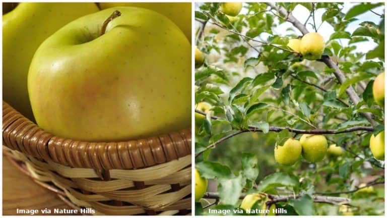 26 Different Types of Apple Trees with Identifying Features