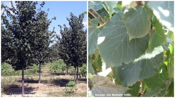 11 Different Types of Linden Trees (with Photos)