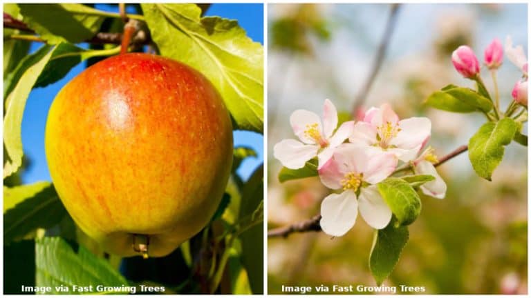 26 Different Types of Apple Trees with Identifying Features