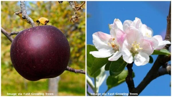 26 Different Types of Apple Trees with Identifying Features