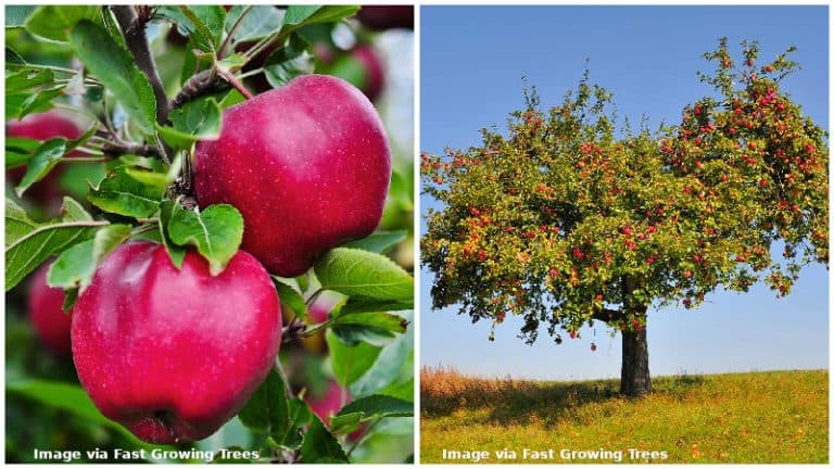 26 Different Types of Apple Trees with Identifying Features