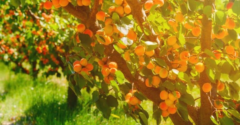 6 Best Fruit Trees To Plant & Grow In Alabama