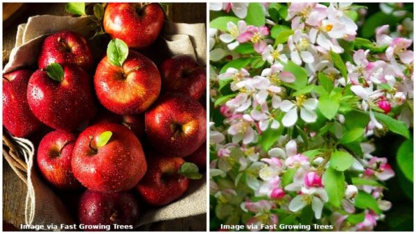 26 Different Types of Apple Trees with Identifying Features