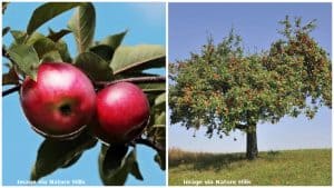 26 Different Types of Apple Trees with Identifying Features