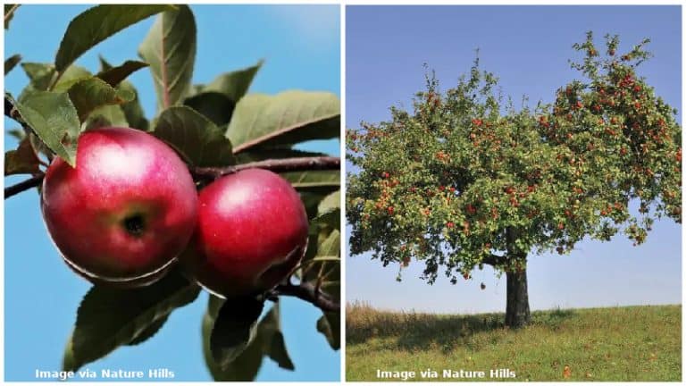 26 Different Types of Apple Trees with Identifying Features
