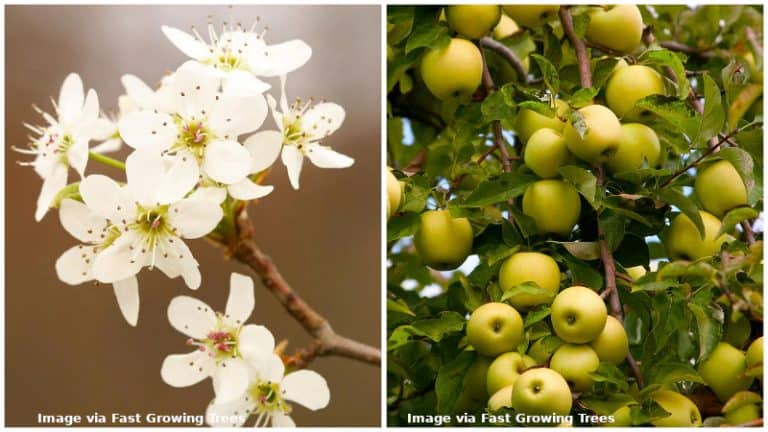 26 Different Types of Apple Trees with Identifying Features