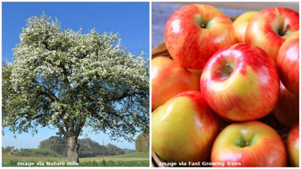 26 Different Types of Apple Trees with Identifying Features