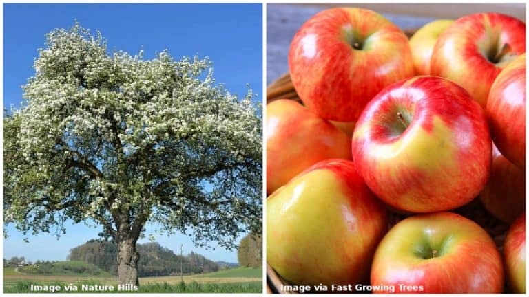 26 Different Types of Apple Trees with Identifying Features