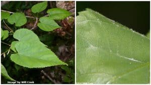 11 Different Types of Linden Trees (with Photos)