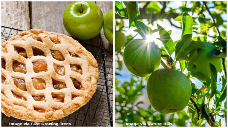 26 Different Types of Apple Trees with Identifying Features