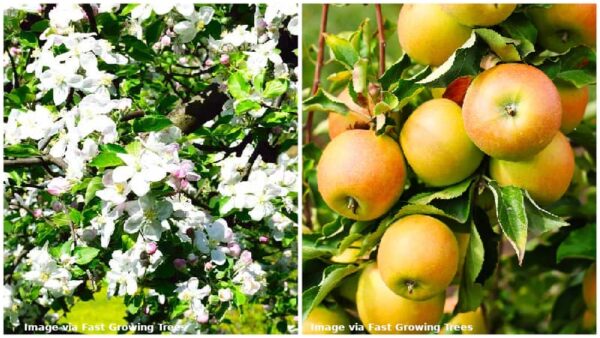 26 Different Types of Apple Trees with Identifying Features