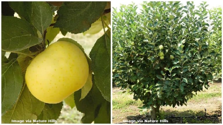 26 Different Types of Apple Trees with Identifying Features