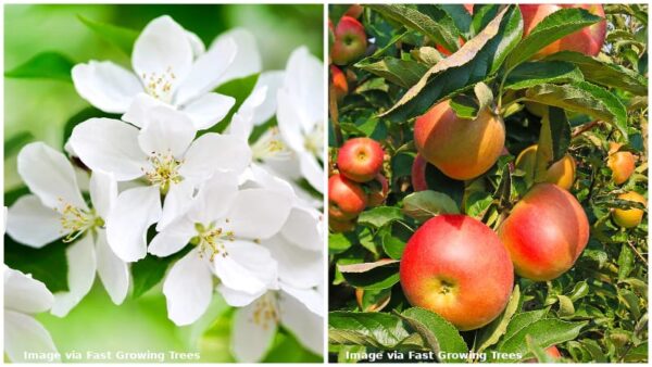 26 Different Types of Apple Trees with Identifying Features