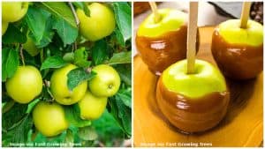 26 Different Types of Apple Trees with Identifying Features