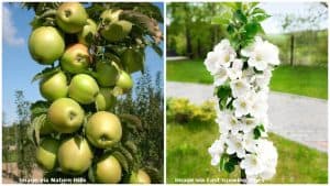 26 Different Types of Apple Trees with Identifying Features