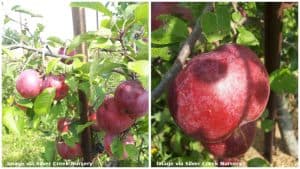 26 Different Types of Apple Trees with Identifying Features