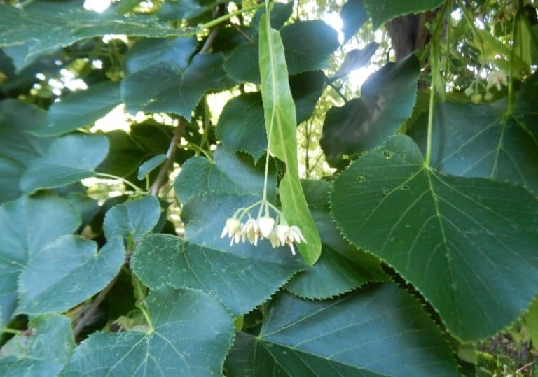 11 Different Types of Linden Trees (with Photos)