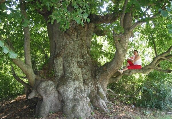 11 Different Types of Linden Trees (with Photos)