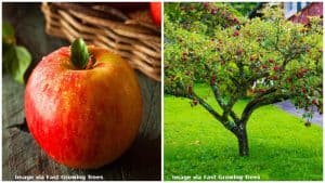 26 Different Types of Apple Trees with Identifying Features