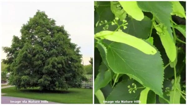 How to Identify Linden Trees (Leaf, Bark, Flowers & More)
