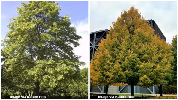 11 Different Types of Linden Trees (with Photos)