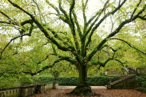 11 Different Types of Linden Trees (with Photos)