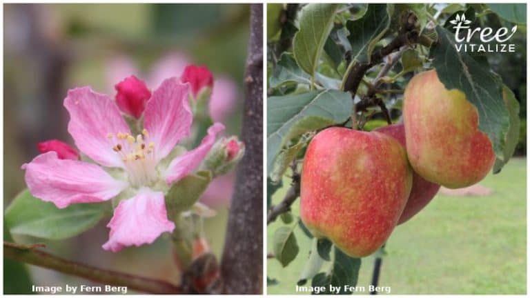 26 Different Types of Apple Trees with Identifying Features