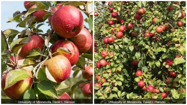 26 Different Types of Apple Trees with Identifying Features