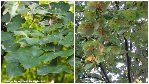 11 Different Types of Linden Trees (with Photos)