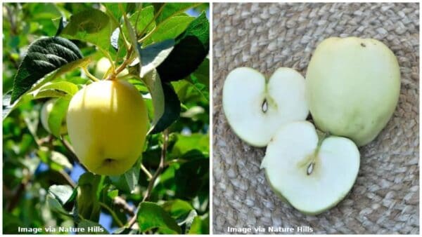 26 Different Types of Apple Trees with Identifying Features
