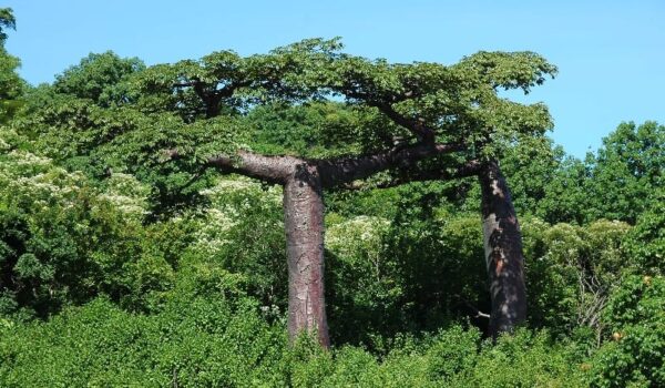 8 Different Types of Baobab Trees & Identifying Features