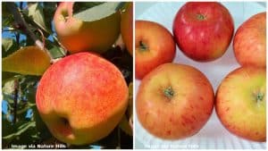 26 Different Types of Apple Trees with Identifying Features