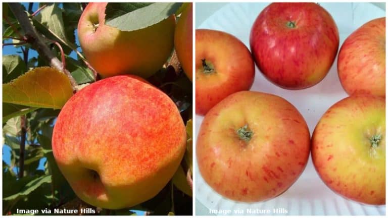 26 Different Types of Apple Trees with Identifying Features