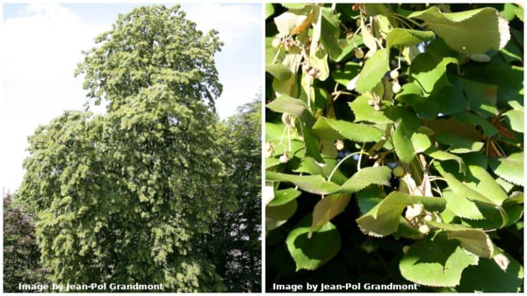 11 Different Types of Linden Trees (with Photos)