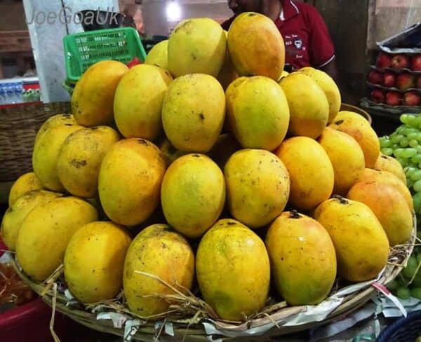 Can You Grow Mango Trees in USDA Zone 8? Which are Best?