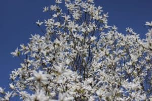 8 Beautiful Magnolia Trees in Texas (to Grow or Admire)