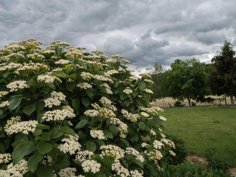 14 Ornamental Flowering Trees for USDA Zone 8 Landscapes