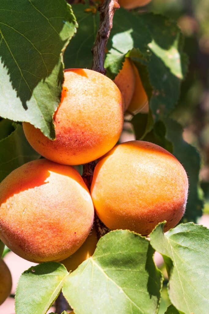 16 Best Bountiful Fruit Trees for USDA Zone 8 Gardeners