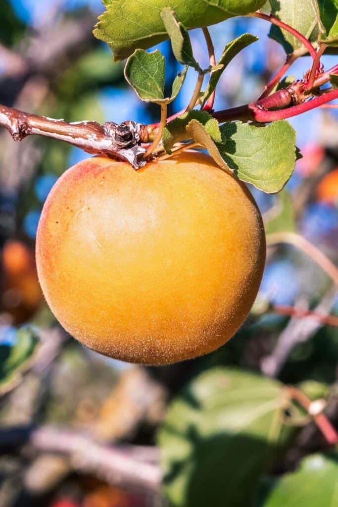 16 Best Bountiful Fruit Trees for USDA Zone 8 Gardeners