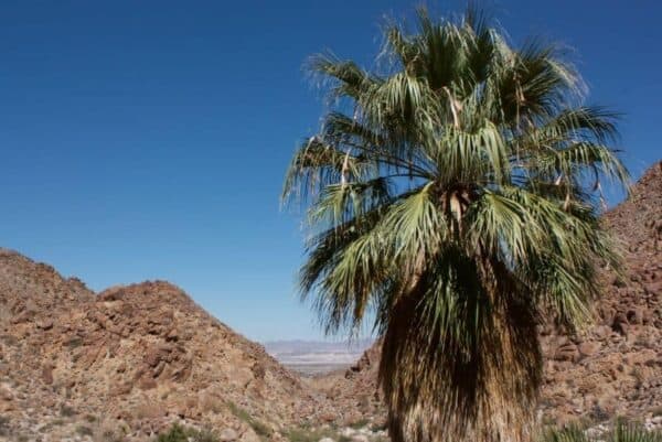9 Palm Trees for USDA Zone 8 Gardens & Landscapes