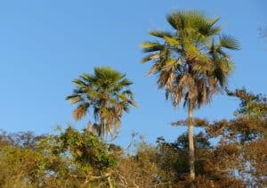 14 Types of Palm Trees in Texas (That Will Thrive)