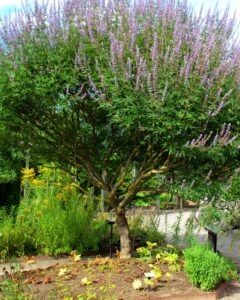 34 Long-Blooming Trees & Shrubs for Endless Color in Your Garden