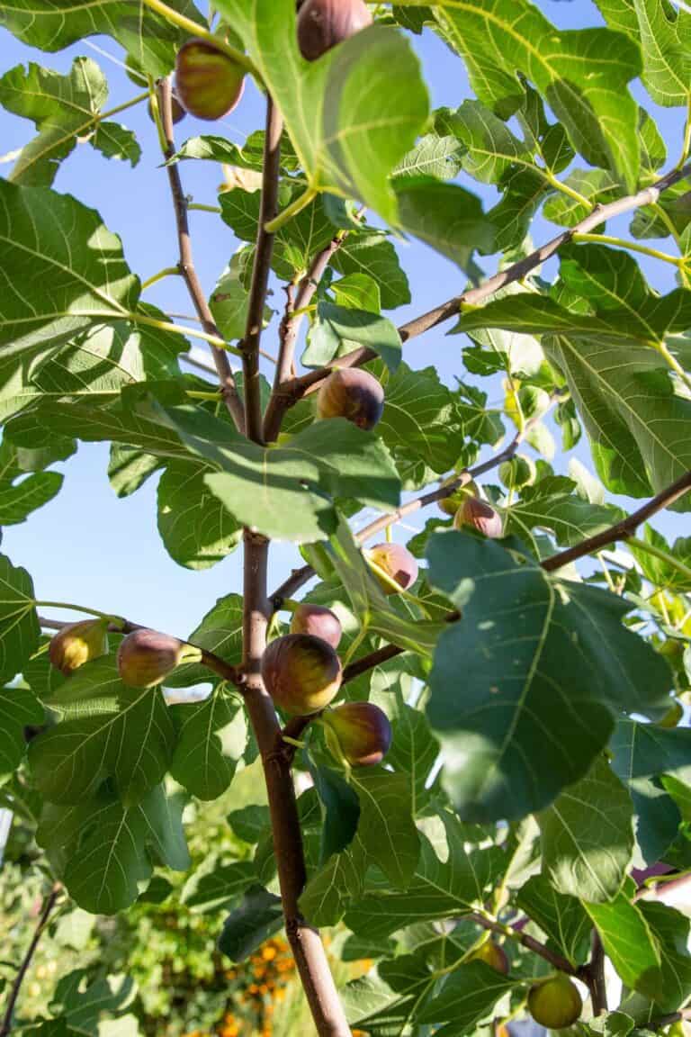 16 Best Bountiful Fruit Trees for USDA Zone 8 Gardeners