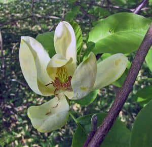 8 Beautiful Magnolia Trees in Texas (to Grow or Admire)