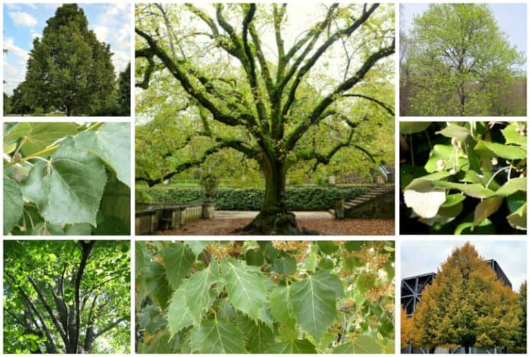 18 Different Types of Maple Trees & Identifying Features