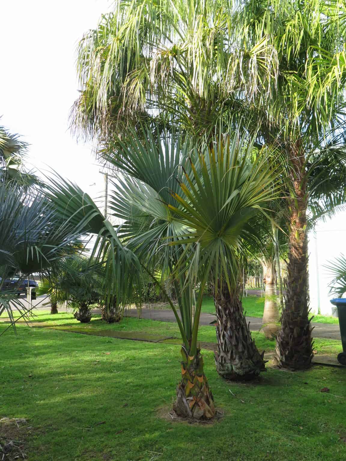 14 Types of Palm Trees in Texas (That Will Thrive)